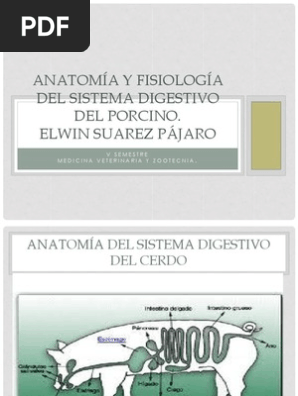 Anatomía De La Boca Del Cerdo Chuleta De Cerdo Ibérico Madurada