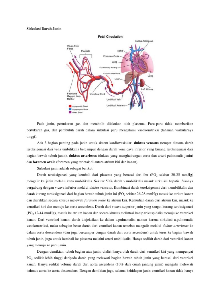 Sirkulasi Darah Janin | PDF