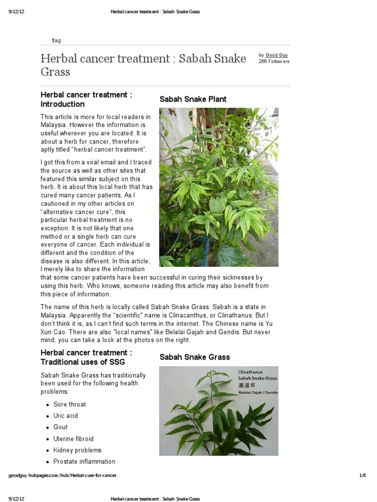 Herbal Cancer Treatment - Sabah Snake Grass | PDF | Herbalism | Cancer
