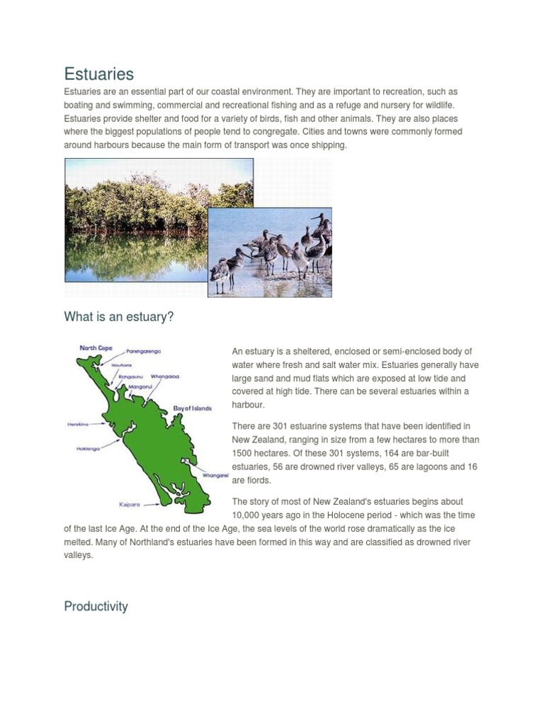 Estuaries: What Is An Estuary? | PDF | Estuary | Sea