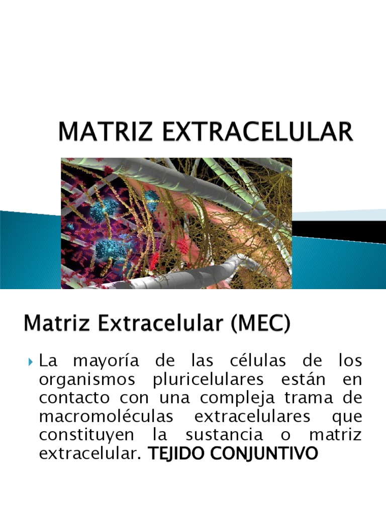 Matriz Extracelular | PDF | Colágeno | Tejido conectivo