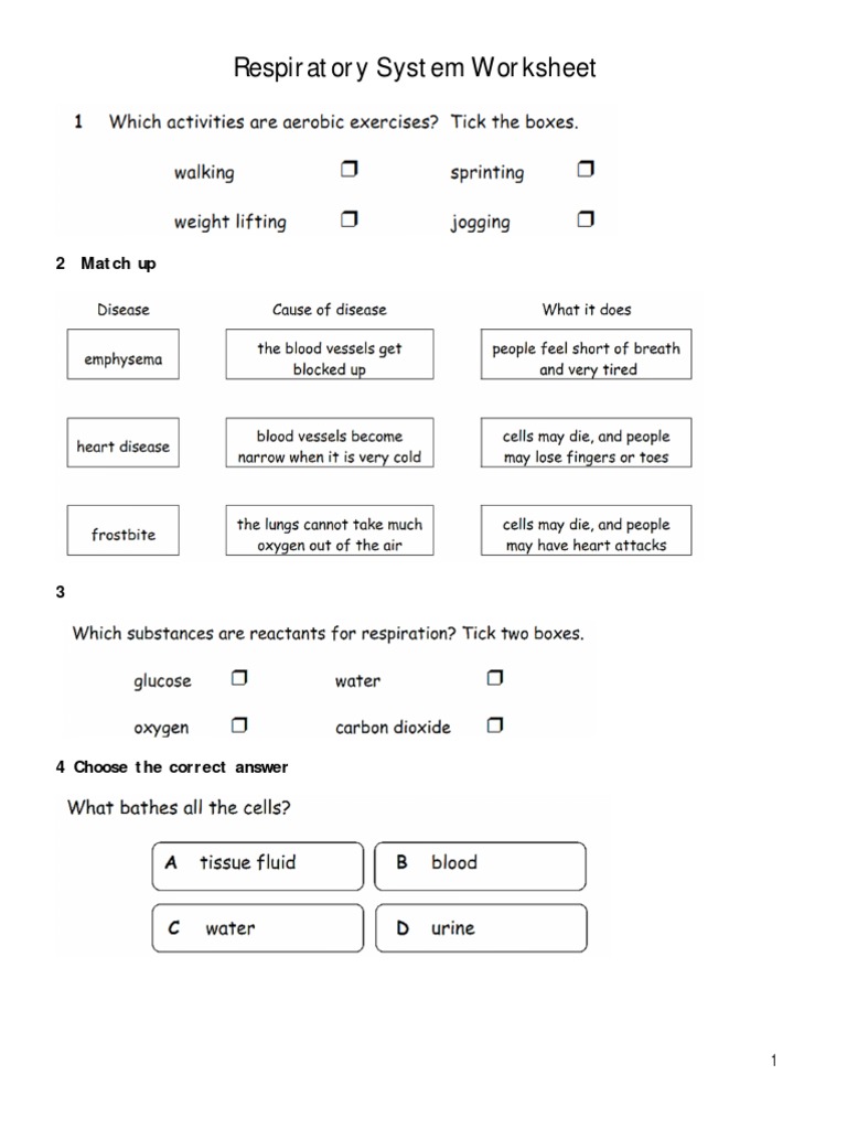 Respiratory System Worksheet for Grades 3-6 | PDF