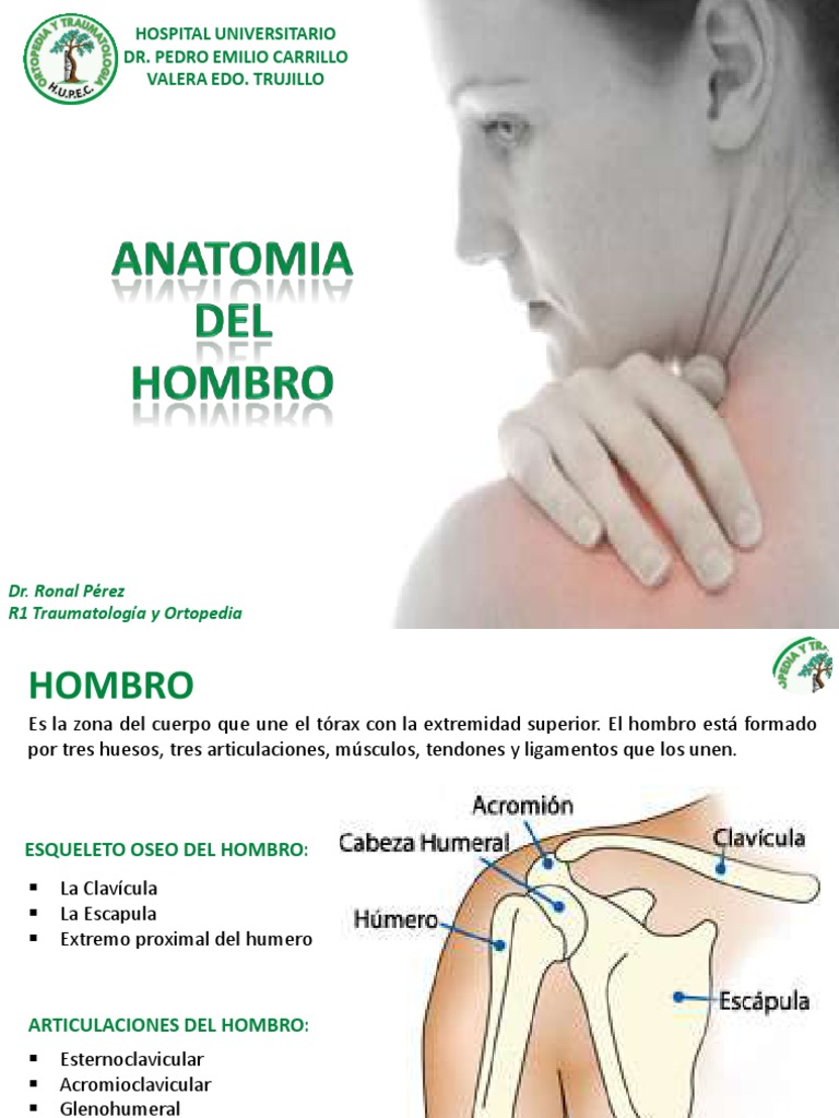 Anatomía del Hombro: Estructura y Función | PDF | Hombro | Sistema ...