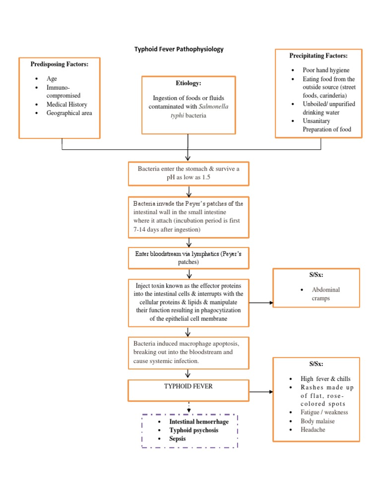 Typhoid Fever Pathophysiology | PDF | Salmonella | Epidemiology