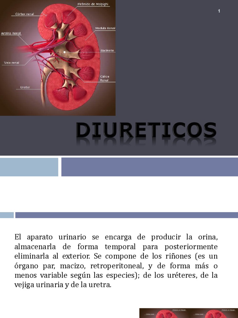 8 Diureticos | PDF | Riñón | Orina