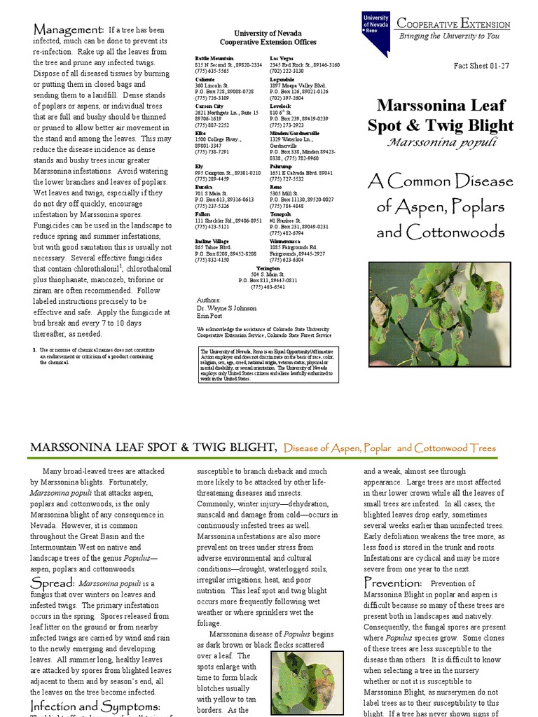 Marsonina | PDF | Trees | Leaf