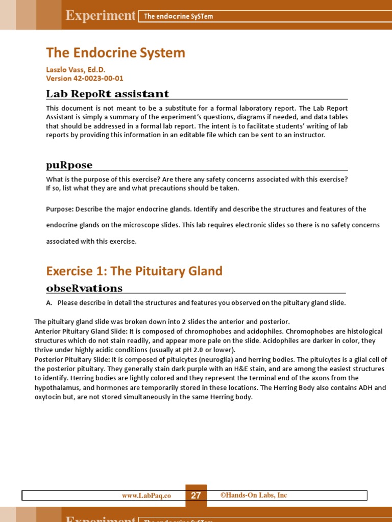 The Endocrine System Lab | PDF | Pancreas | Adrenal Gland