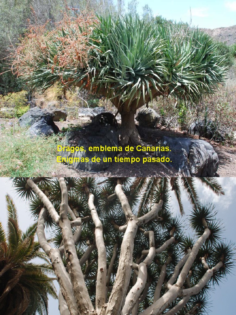 Edad de Los Dragos | PDF | Arboles | Paisaje