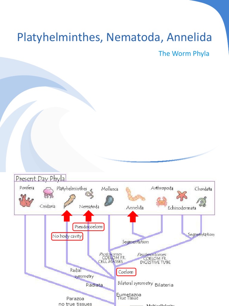 BIO1 - Platyhelminthes, Nematoda, Annelida | PDF | Protostomes | Anatomy