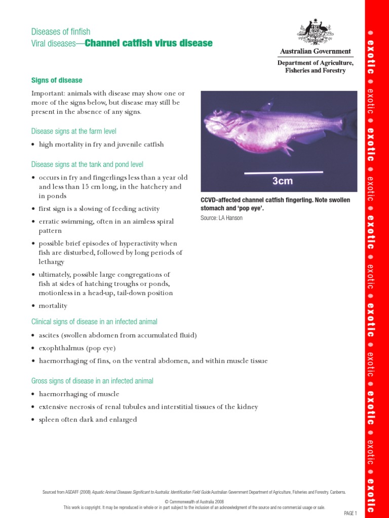 Channel Catfish Virus Disease | PDF