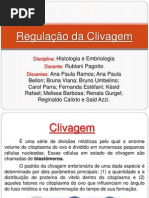 Clivagem Embrionária: Formação Multicelular | PDF | Ovo | Mitose