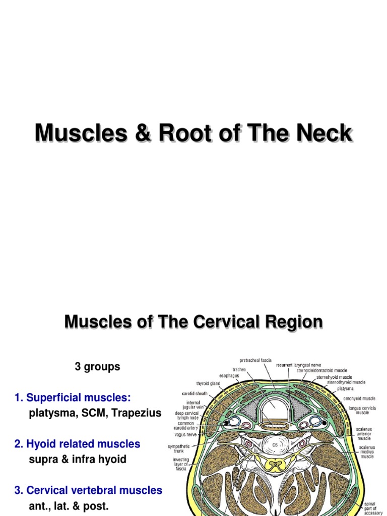 Muscles Root of The Neck E-Learning | PDF | Neck | Human Head And Neck