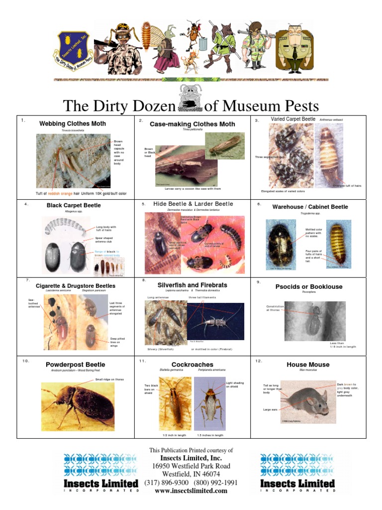The Dirty Dozen of Museum Pests Single Sheet A4 | PDF