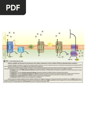 Proton Gradient Formation And Atp Synthesis Masteringbiology