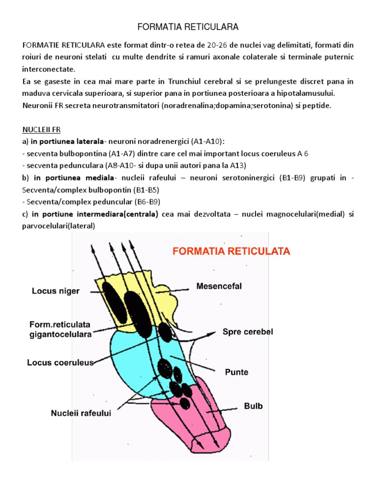 Formatiunea Reticulata | PDF