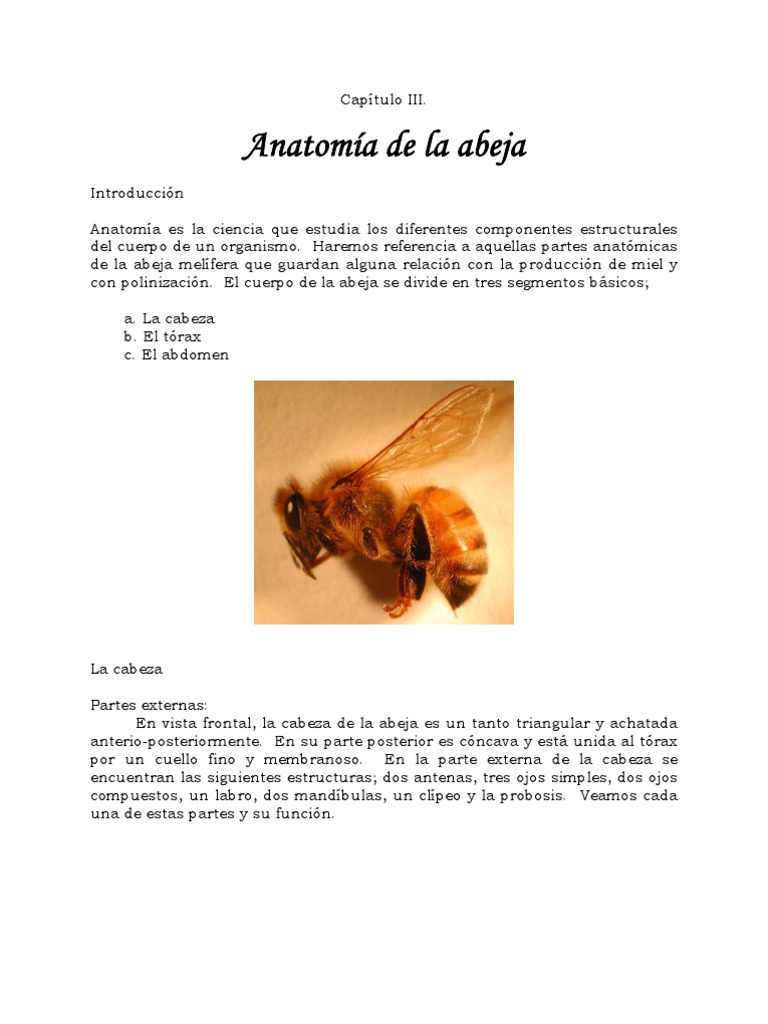 Anatomia Abeja | Ojo | Abejas
