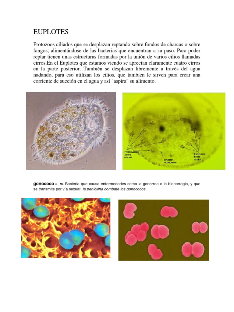 Estructura y características de Euplotes | PDF | Biología | Salud y ...