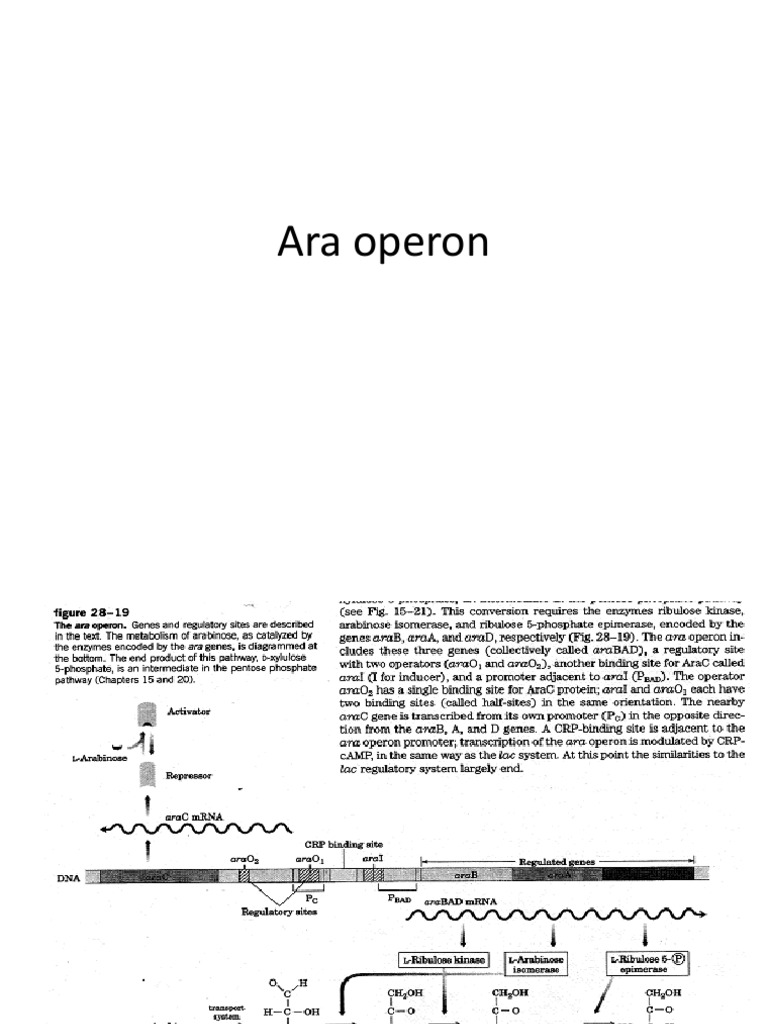 Ara Operon | PDF