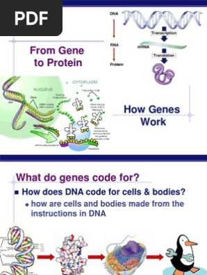 Quia Ap Chapter 17 From Gene To Protein Detailed