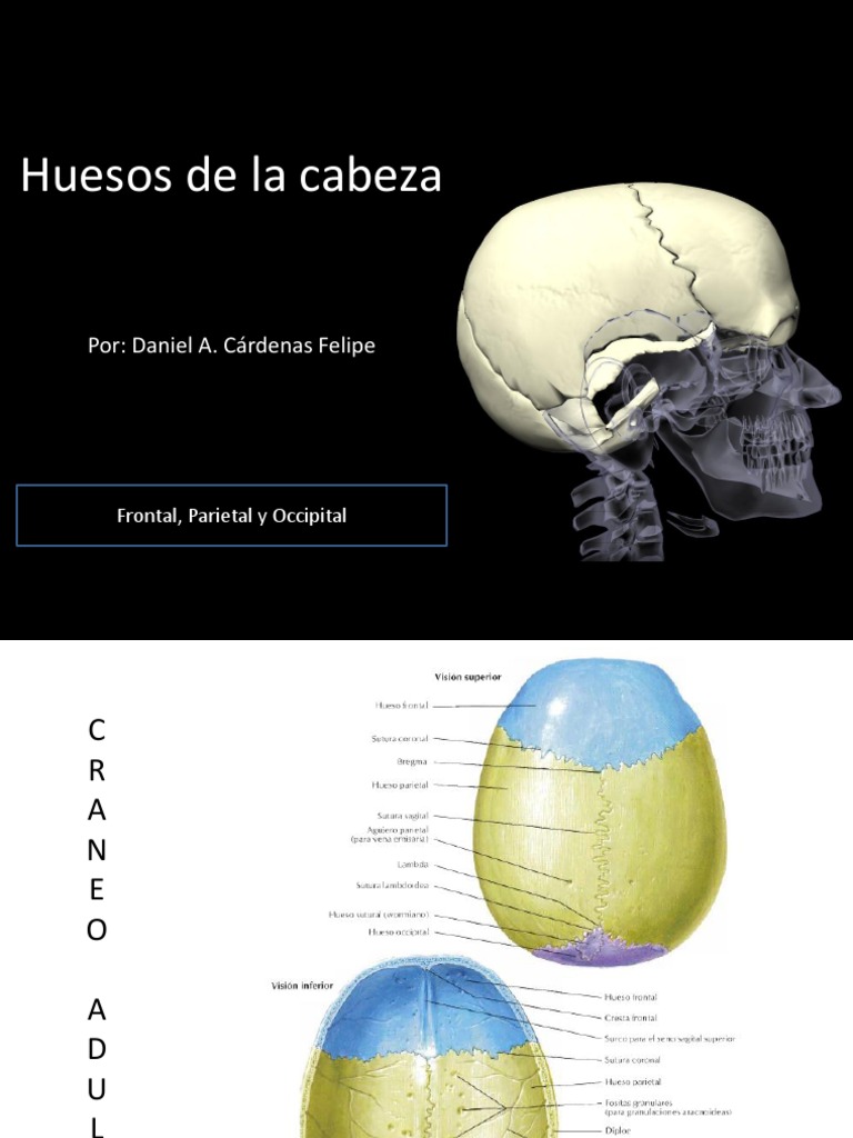 Huesos de La Cabeza | PDF