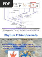 Echinoderms 3 | PDF