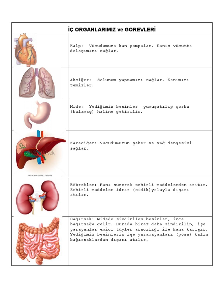 İç Organlarımız Ve Görevleri | PDF