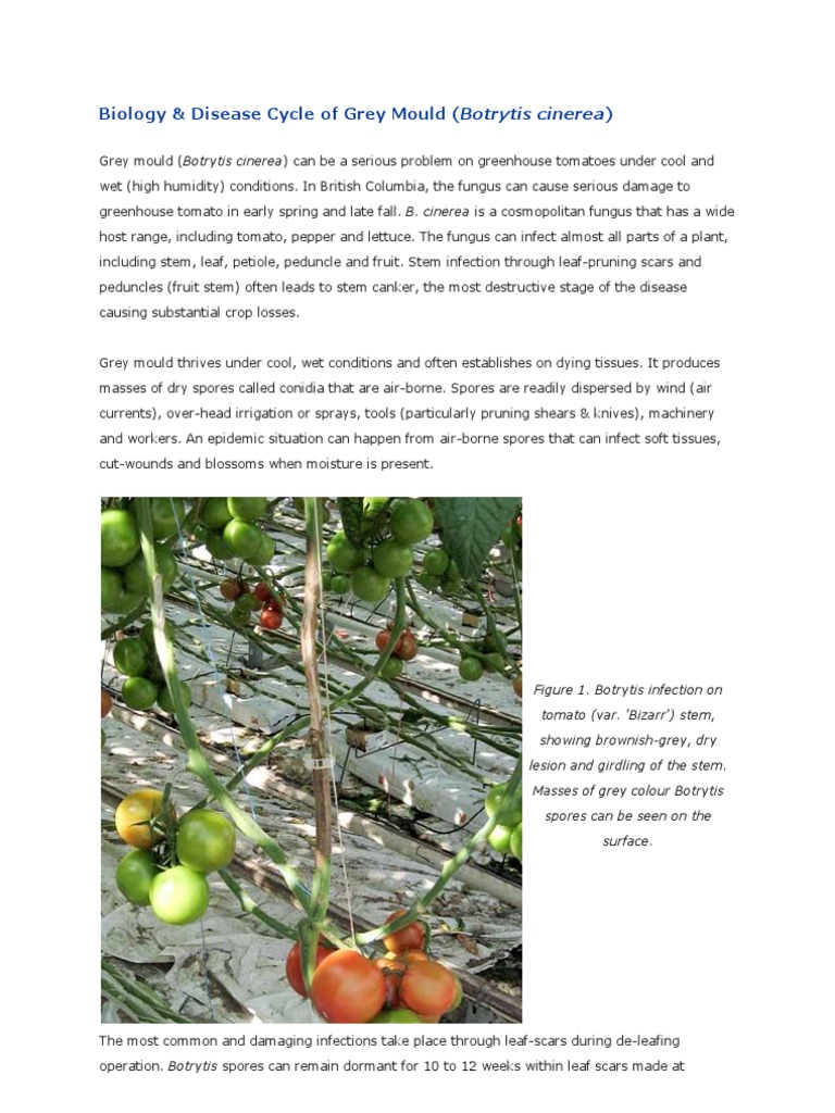 botrytis | Fungicide | Tomato