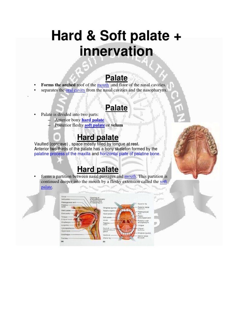 Hard & Soft Palate Anatomy and Innervation | PDF | Tongue | Human Head ...