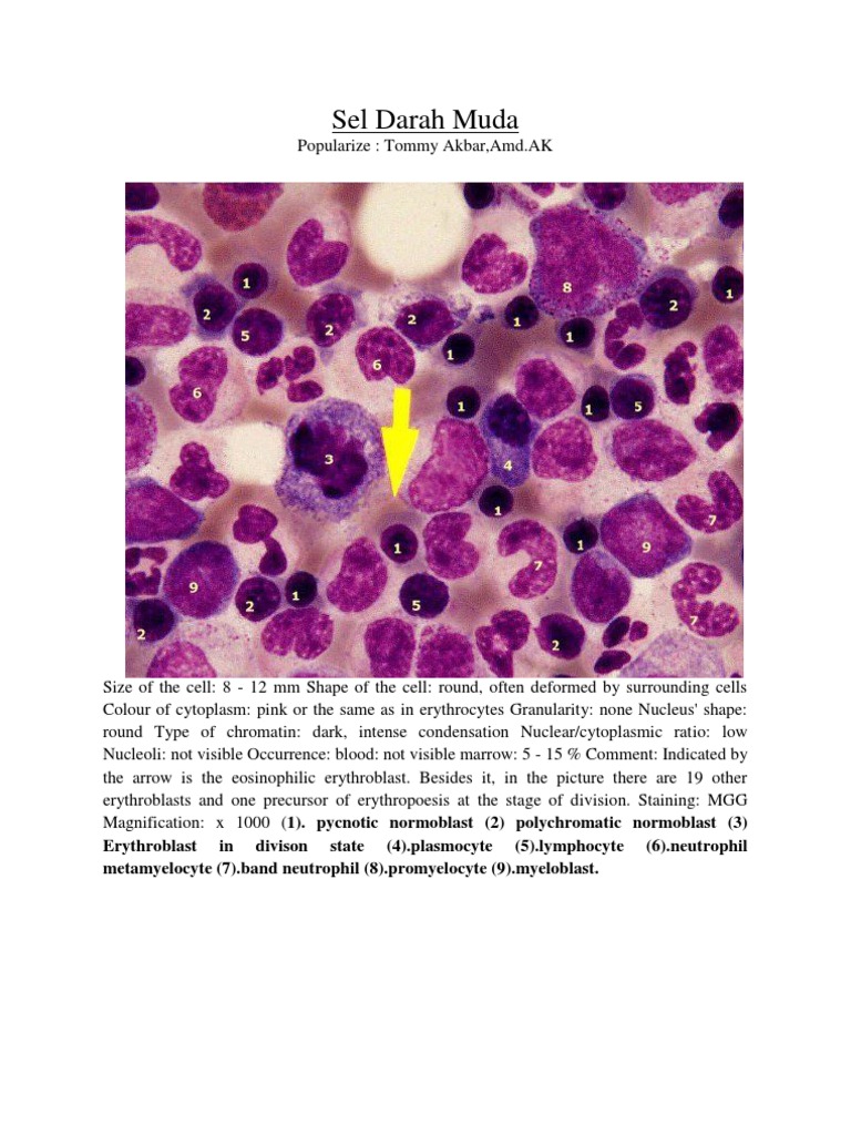 Histologi Sel Darah Muda dan Neutrofil | PDF | Wellness | Science ...