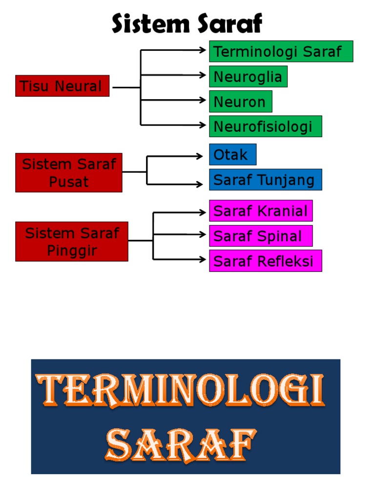 Tisu Neural Neurofisiologi Neuron Neuroglia Terminologi Saraf | PDF ...