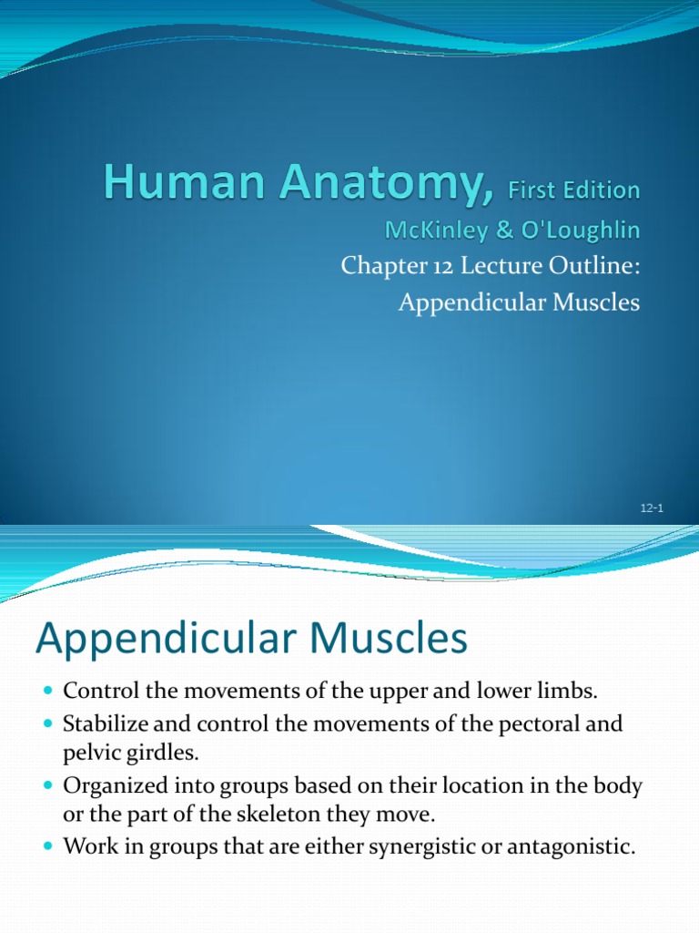 Appendicular Muscles Overview | PDF | Foot | Human Leg