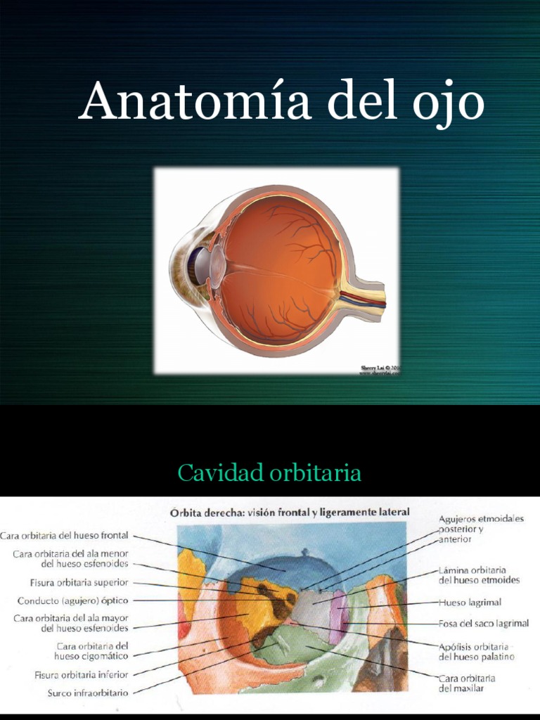 Anatomía Del Ojo | PDF | Ojo humano | Ojo
