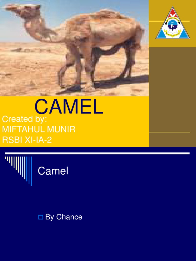 About Camel | PDF