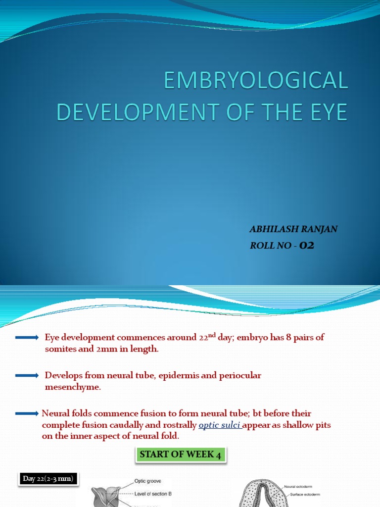 Development of Eye | PDF | Cornea | Eye