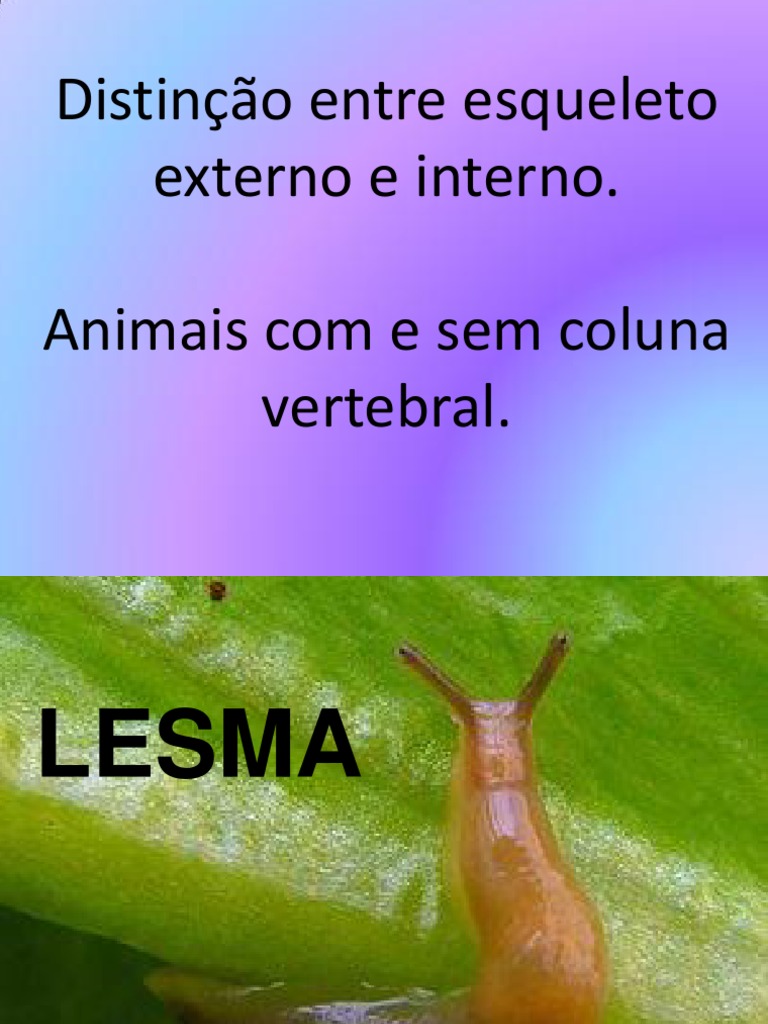 Exoesqueleto e Endoesqueleto. Coluna Vertebral | PDF | Fósseis vivos ...