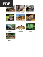 Vocabulario Insectos | PDF