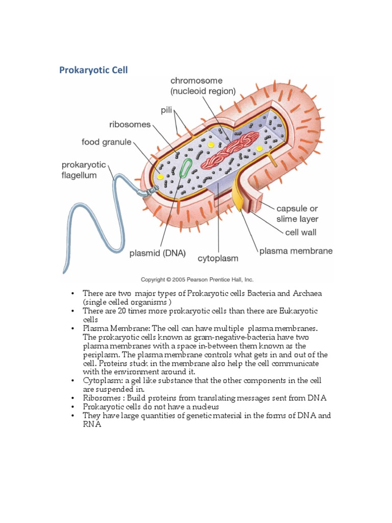 Prokaryotic Cell | PDF