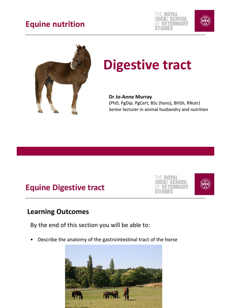 Week 1 - Equine Digestive Tract | PDF | Digestion | Gastrointestinal Tract