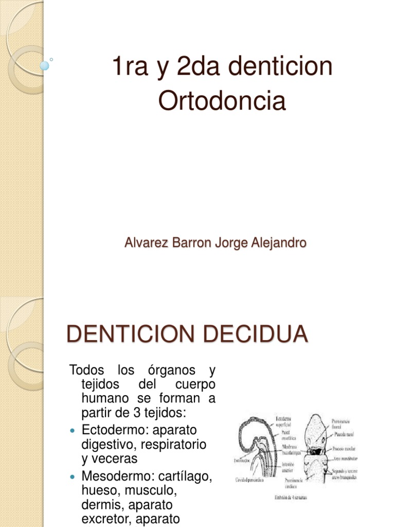 Tipos de Denticion | PDF | Diente humano | Anatomia dental