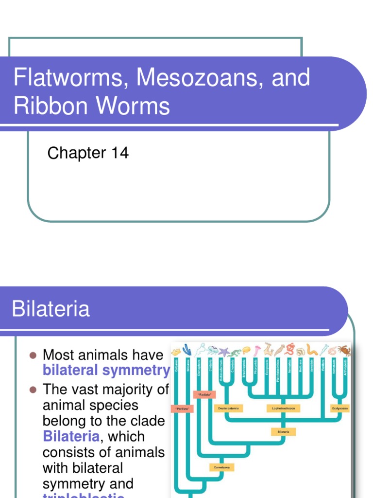 Acoelomate Bilateral Animals | PDF | Protostomes | Zoology