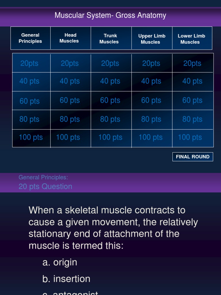Muscular Jeopardy Game | PDF | Human Leg | Abdomen
