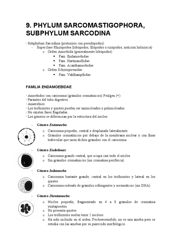 Clasificación del Subfilo Sarcodina | PDF | Biología | Salud y bienestar