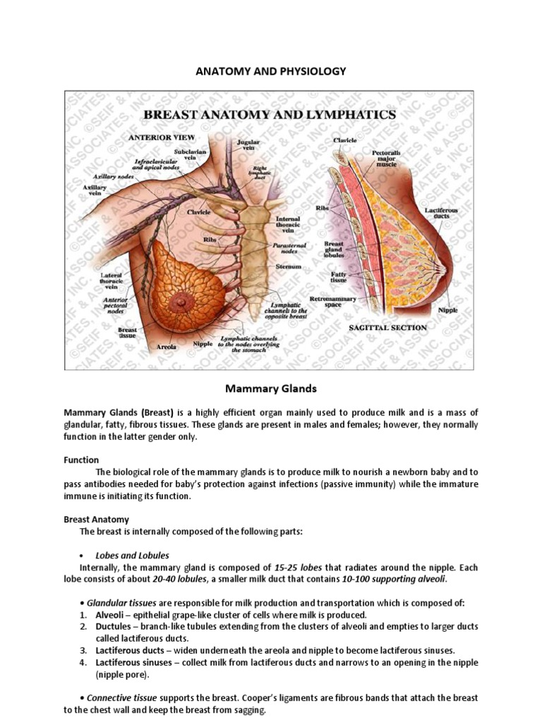 Anaphysio of Breast | PDF | Lymphatic System | Lactation