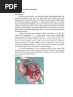 Anatomi Kelenjar Timus | PDF