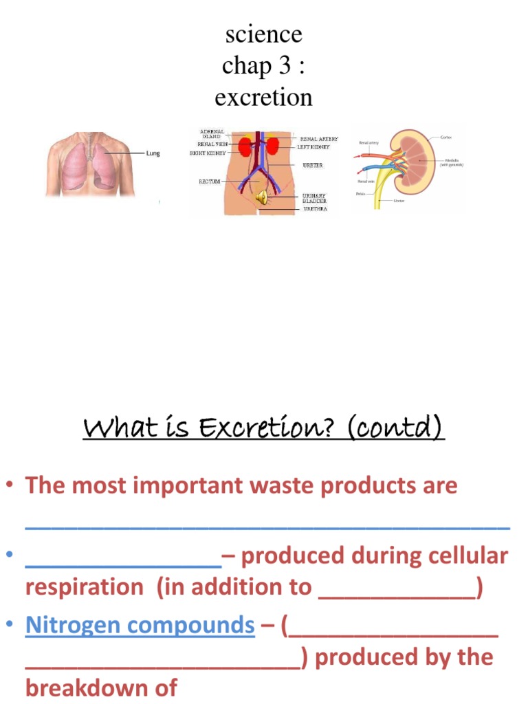 Excretion Science Form 3 Chapter 3 | Excretion | Kidney