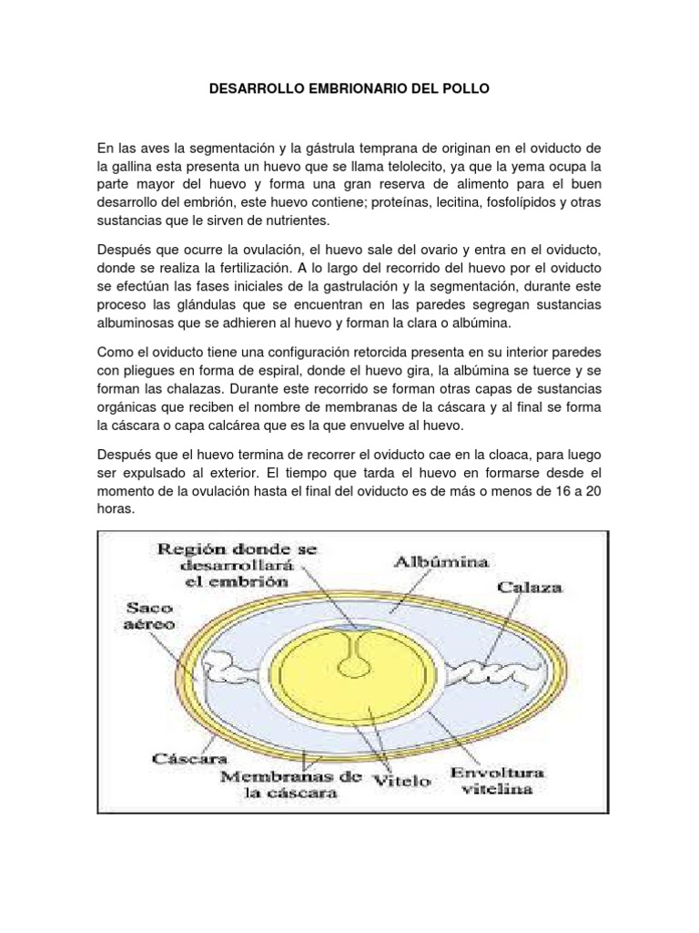 Desarrollo embrionario del pollo | PDF | Anatomia animal | Organismos