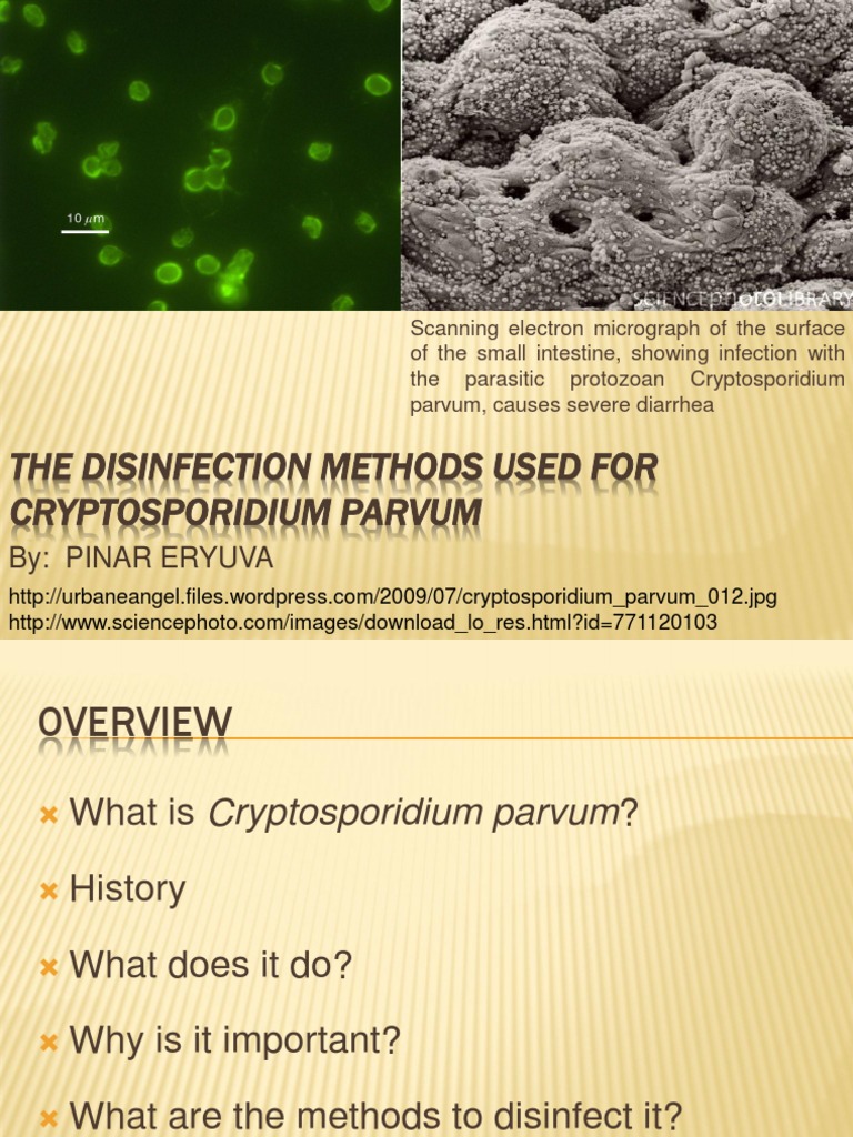 The Disinfection Methods Used For Cryptosporidium Parvum: By: Pinar ...