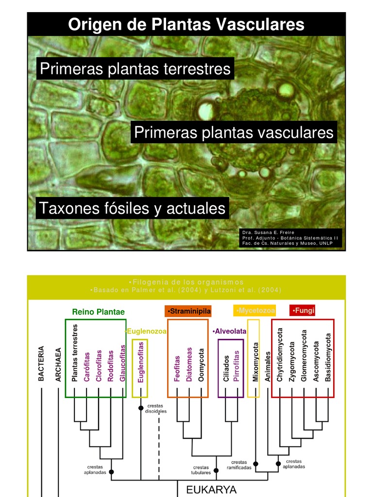 PLANTAS1 | PDF | Plantas | Eucariotas