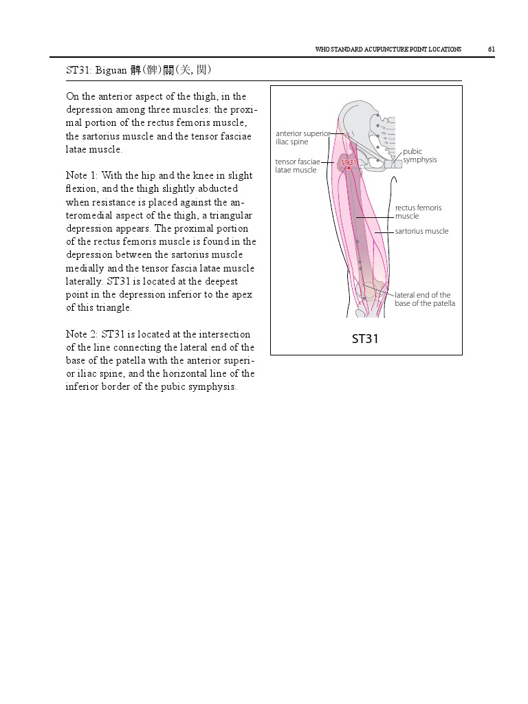 Acupuncture Points on Thigh Muscles | PDF | Hand | Foot