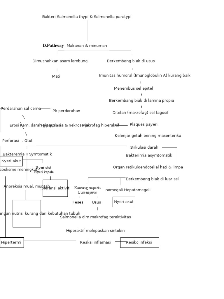 Pathway. Febris Tifoiddoc | PDF